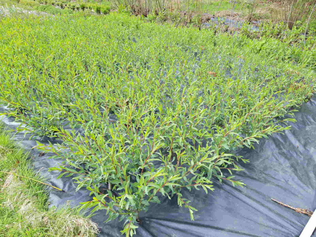 Sarah Hatton – ZoneOne Arts